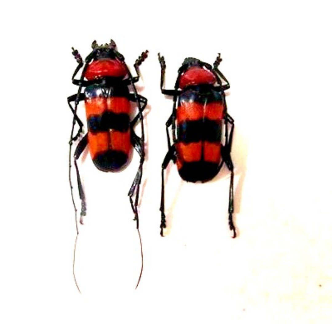 Set of Two Beautiful Longhorn Beetles Paveia Superba for All - Etsy