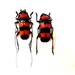 Set of Two Beautiful Longhorn Beetles Pavieia Superba for All Your ...