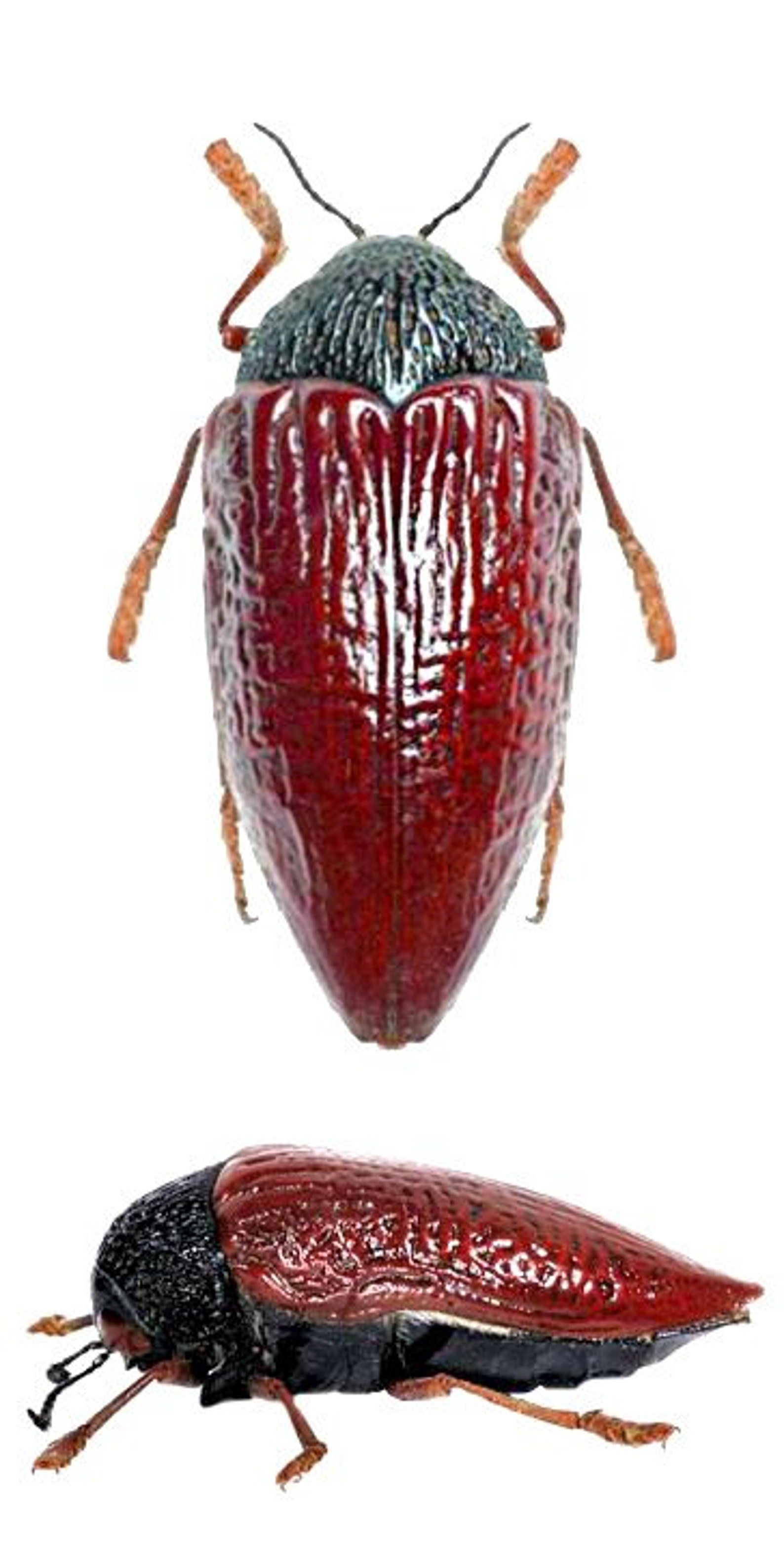 Pack of Two Jewel Beetles Sternocera Hildebranti 4O/5O Mm for All Your ...