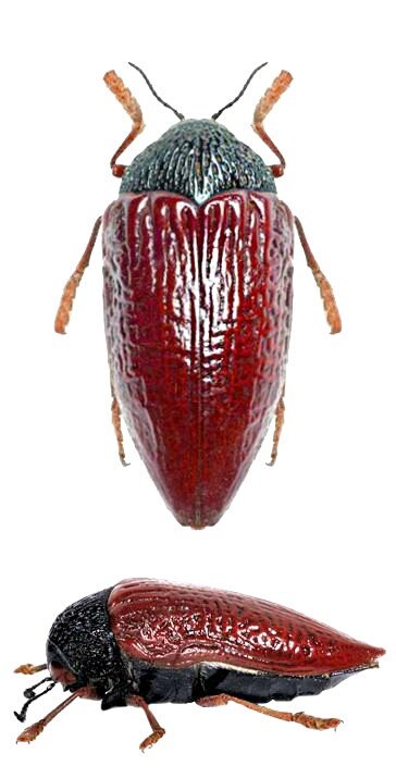 Pack of Two Jewel Beetles Sternocera Hildebranti 4O/5O Mm for All Your ...