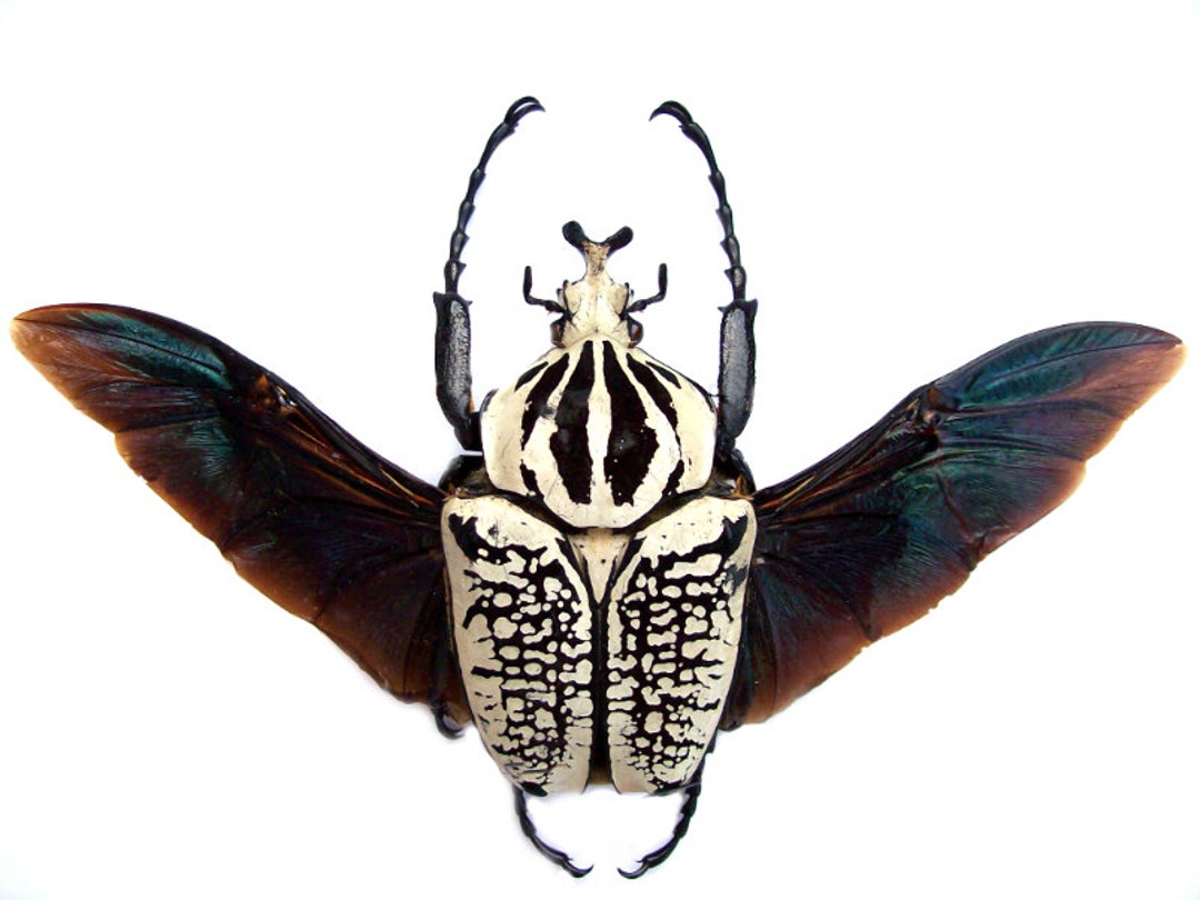 One impressive African scarab beetle Goliathus orientalis size 80/85 mm ...
