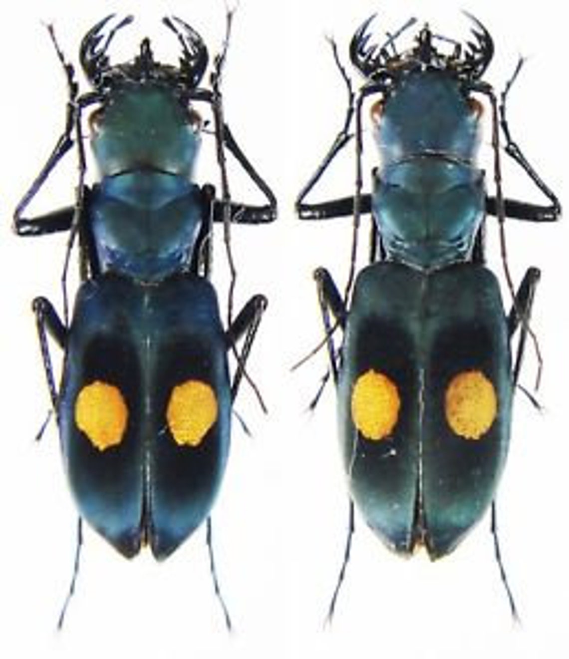 Pack of 2 Tiger Beetles Pseudoxycheila Bipustulata A1 ,for All Your ...