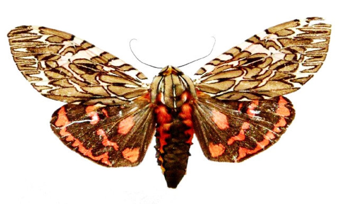 Pack of Two Tiger Moth Arachnis Aulaea From USA , Closed Wings ,a1 to ...