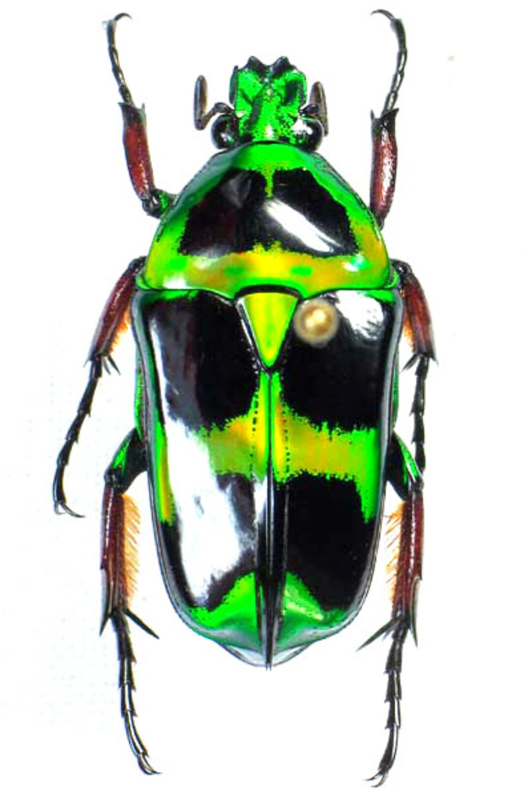 Pack of 2 Green Shiny Scarab Beetles Heterorrhina Macleayi Aa- for All ...