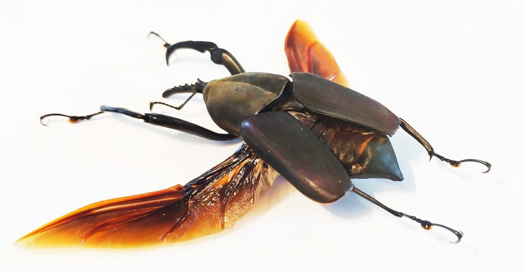 One Large and Extraordinary Weevil Macrocheirus Praetor With Wings Open ...