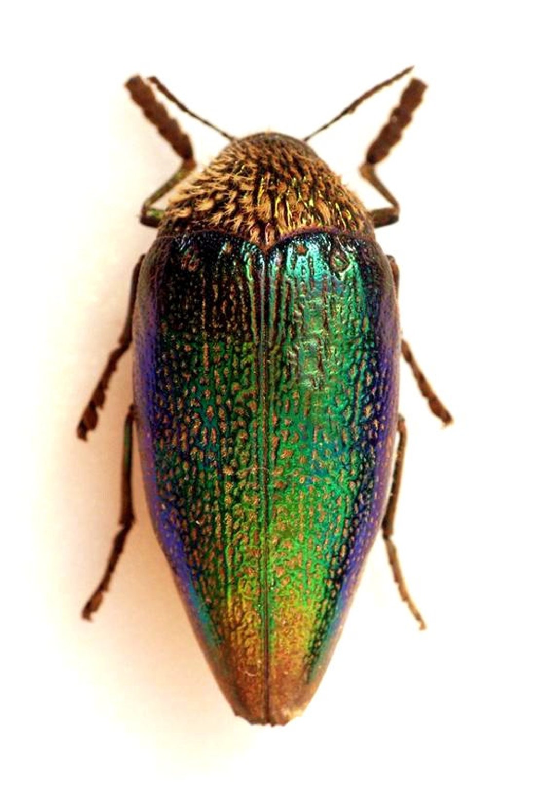 Pack Two Jewel Beetles Sternocera Pulchera Fischeri 4O/5O Mm for All ...