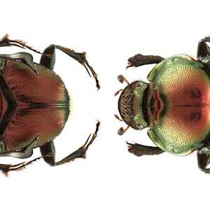 Pack of 10 Scarab Beetles Proagoderus Rangifer M and F According ...