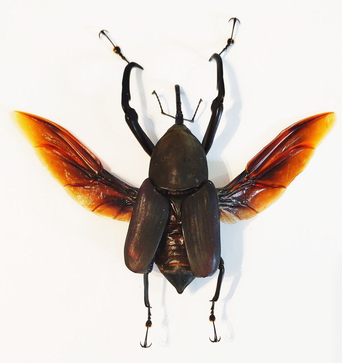 One large and extraordinary weevil Macrocheirus praetor with | Etsy