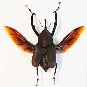 One Large and Extraordinary Weevil Macrocheirus Praetor With Wings Open ...