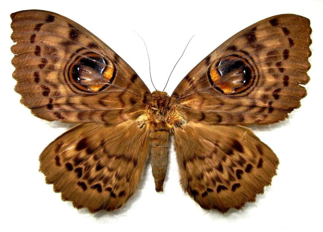 One Fantastic and Large Owl Moth Erebus Macrops Wings Closed A1/aa-,for ...