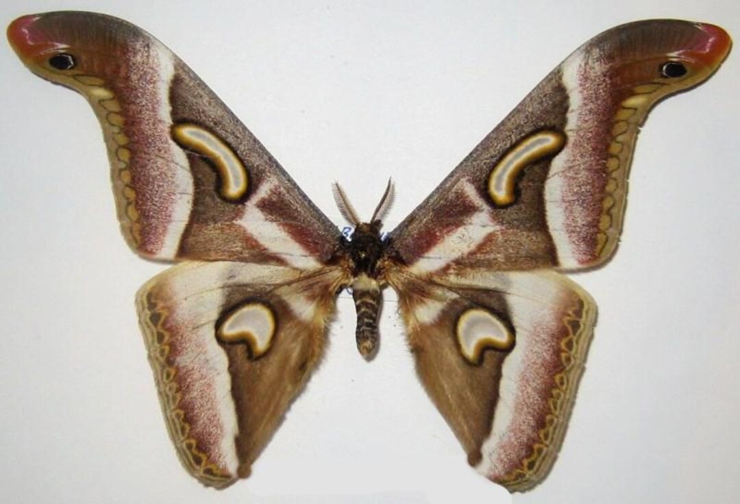 One Marvelous Silk Moth Epiphora Boolana Togo Aa- Wings Closed , for ...
