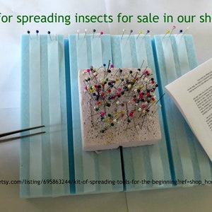 Pack of 3 Lantern Bug Penthicodes Pulchella With Open Wings for All ...