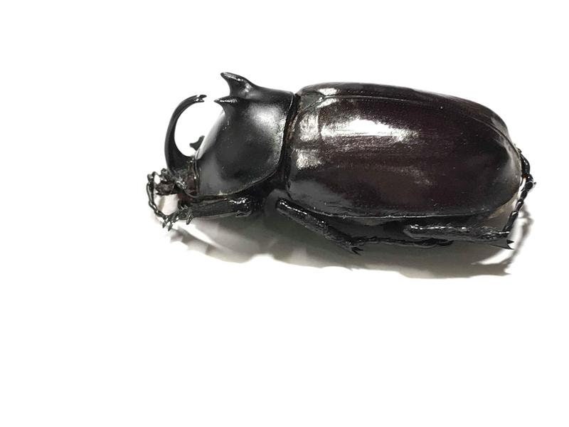 One uncommon rhinoceros beetle Eupatorus endoi from Vietnam | Etsy