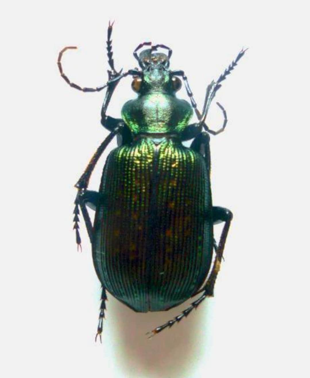 Pack of 60 Shining Ground Beetles, Calosoma Retusum From Peru Aa- to A ...