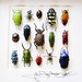 Shadow Box With Real Insects : Taxidermy Frame With Mounted Insects and ...
