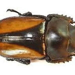 Pack of 3 Stag Beetles Neolucanus Parryi 20/30mm , Thailand, for All ...