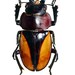 Pack of 3 Stag Beetles Neolucanus Parryi 20/30mm , Thailand, for All ...
