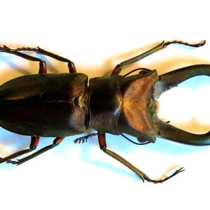 Pack of 3 Stag Beetles Cyclommatus Elephas Truncatus 60+mm A1 , for All ...