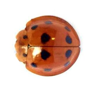 Pack of 5 Large Ladybugs / Ladybird Beetles Megalocaria Dilatata for ...