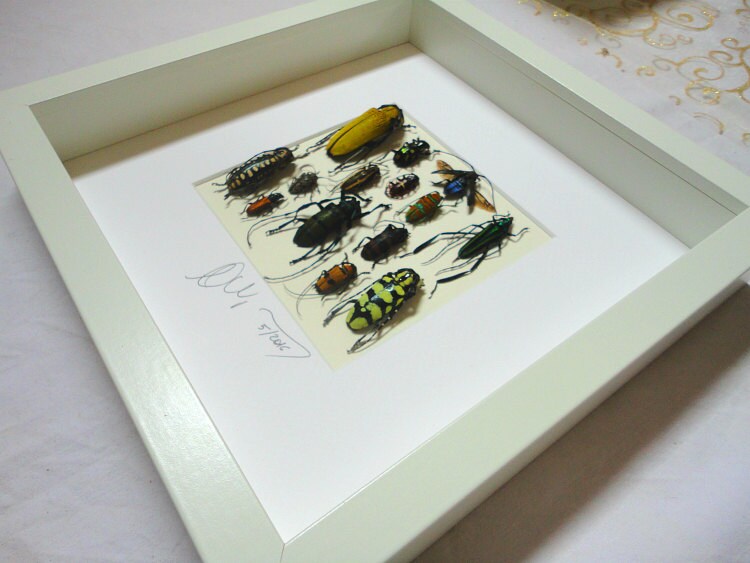 Shadow Box With Real Insects : Topquality Taxidermy Display | Etsy