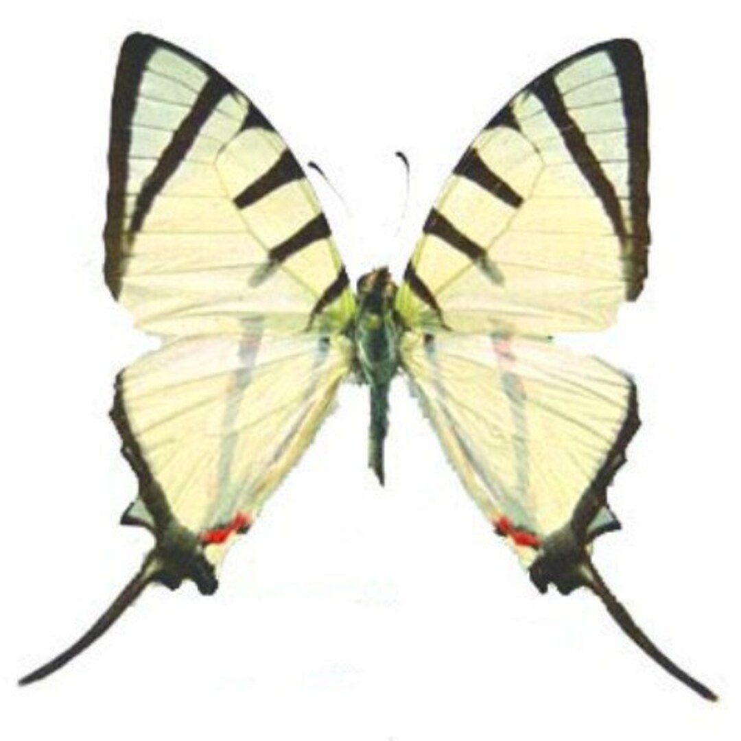 Pack of 3 Swallow Tails Pathysa Agetes Ws 80/90mm, Swallowtail ...