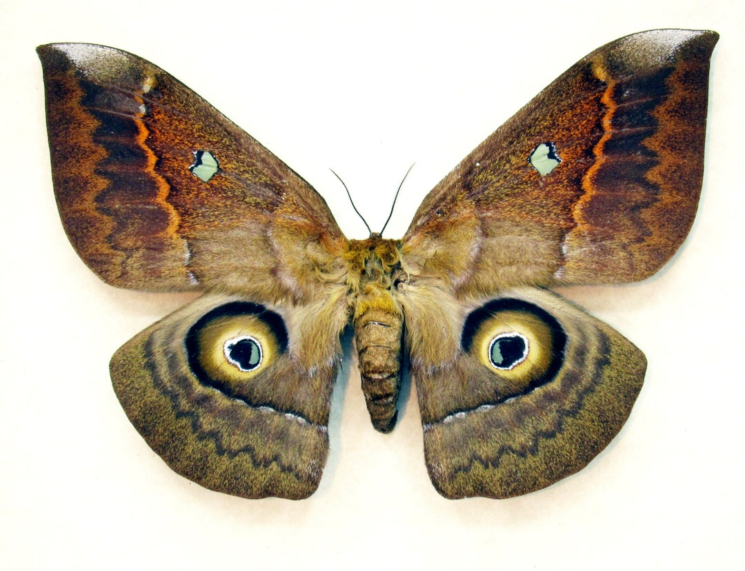 Collectorsitem : One Awesome PAIR Silk Moth Salassa Thespis M AND F ...
