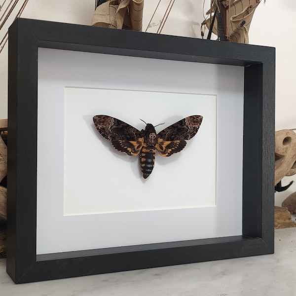 Death Head Moth - Etsy