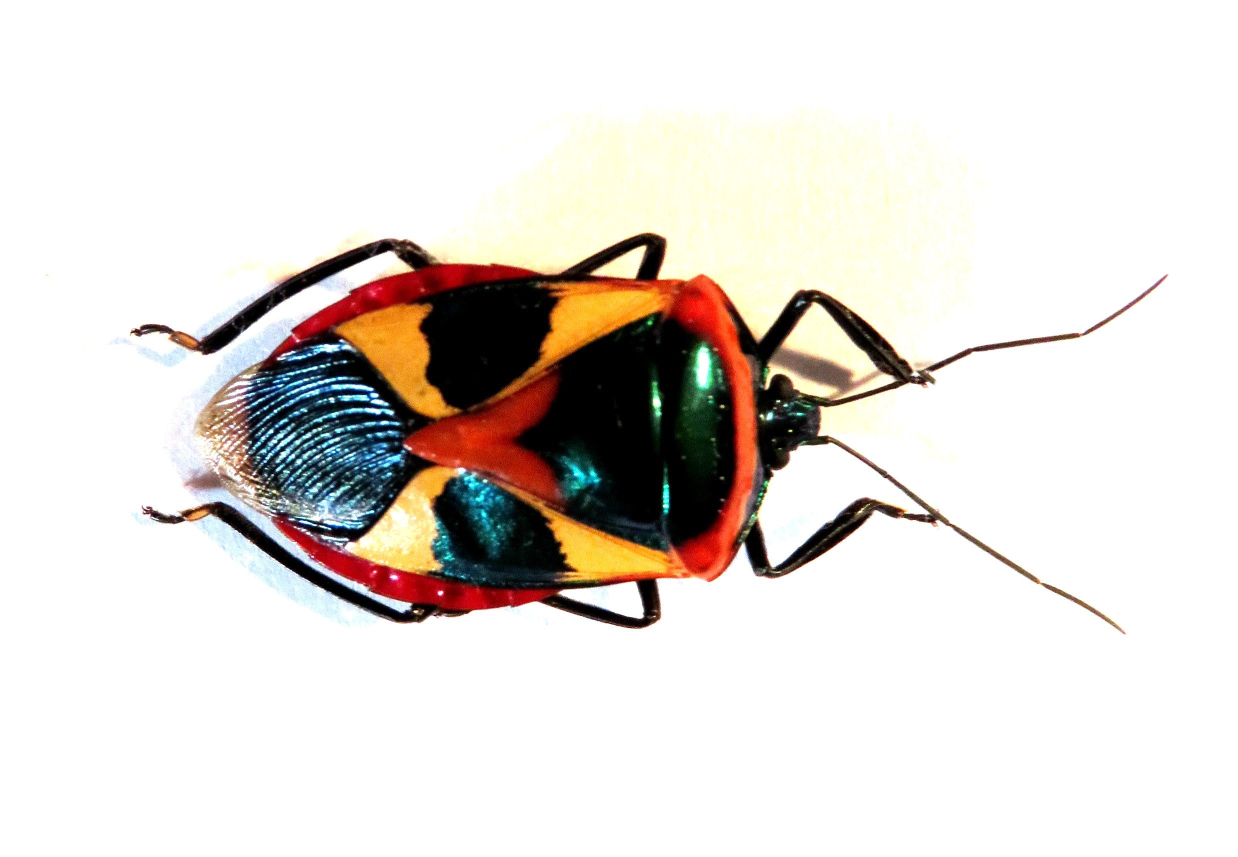 Pack of 3 Man-faced stink bug Catacanthus punctus hemiptera | Etsy