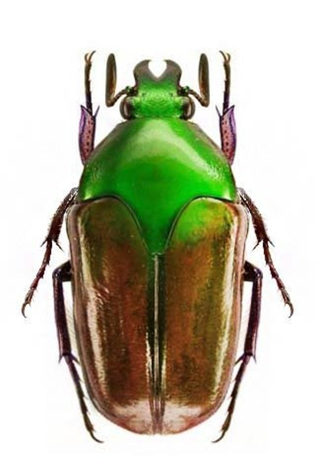 Pack of 5 Shiny Scarab Beetles Lomaptera Macrophylla A1 UNMOUNTED, for ...