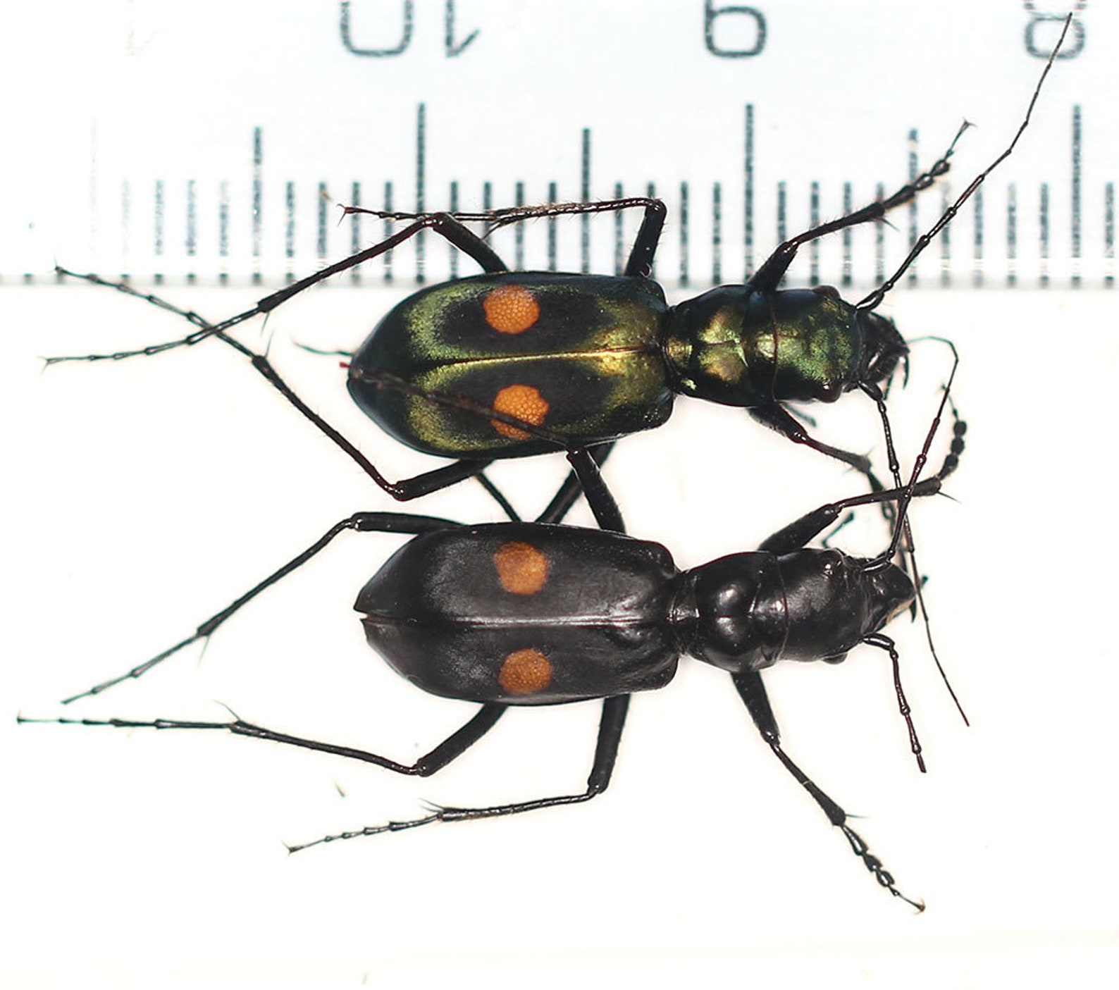 Pack of 2 Tiger Beetles Pseudoxycheila Bipustulata A1 ,for All Your ...