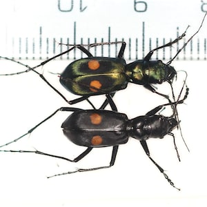 Pack of 2 Tiger Beetles Pseudoxycheila Bipustulata A1 ,for All Your ...