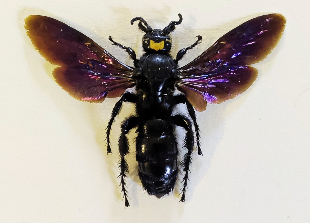 Two Fantastic Females of the Huge Wasp Megascolia Velutina Ducalis ...