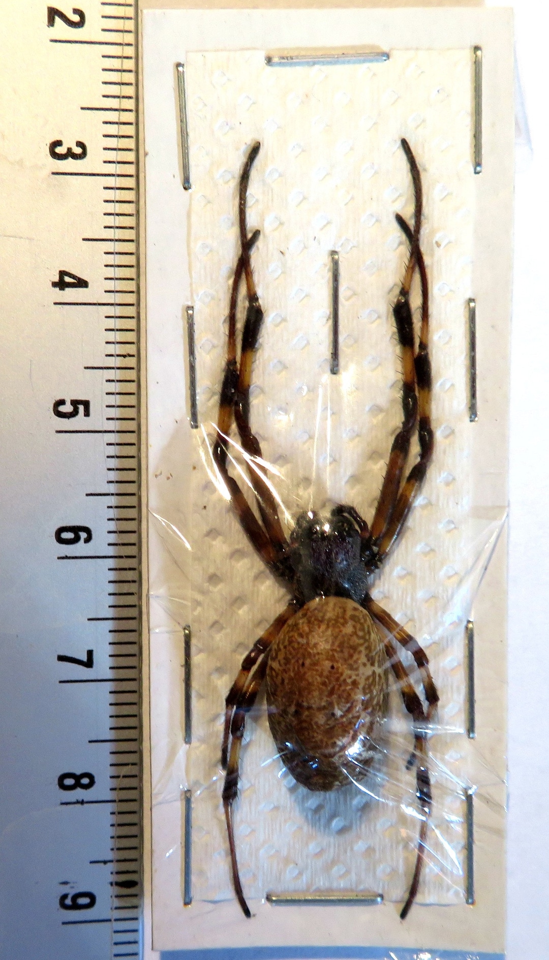 Pack of 3 Small Spiders Nephilengys Malabarensis From Java , Arachnid ...