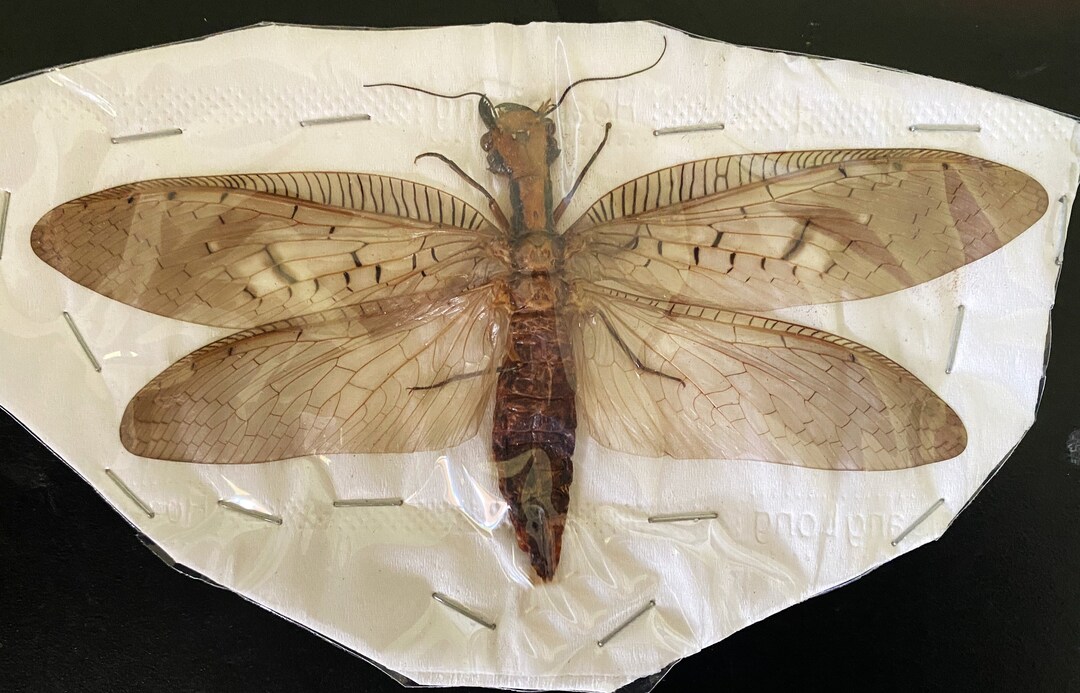 One Impressive Corydalidae Dobsonfly Ssp 1 With Spread Wings From ...