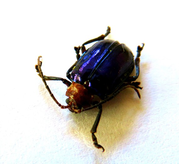 Pack of 5 blue Chrysomelidae Aplosonyx beetle for all your | Etsy