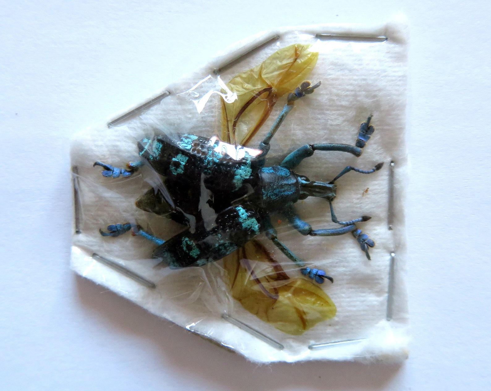 Pack of 2 Beetles Eupholus Linnei With Open Wings , Weevil for All Your ...