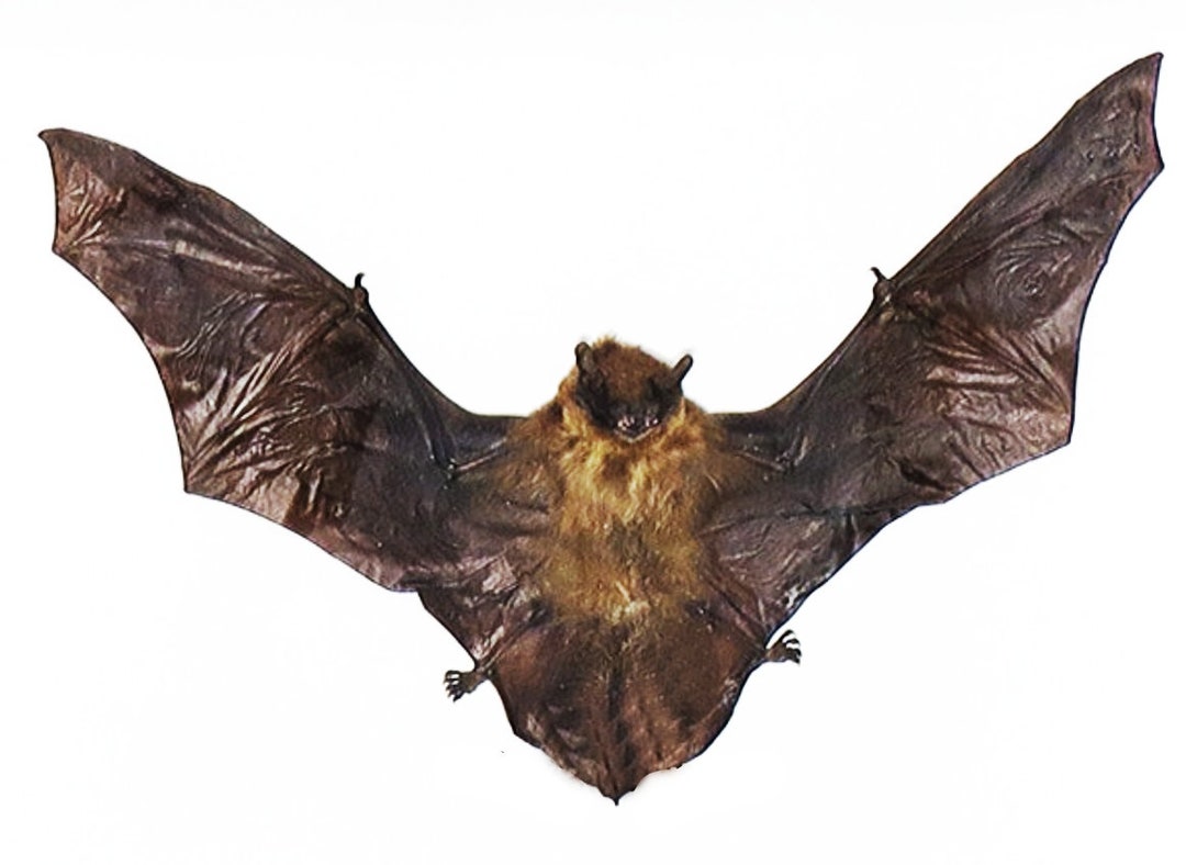 An Impressive Small Bat With Open Wings Tylonycteris Robustula for All ...