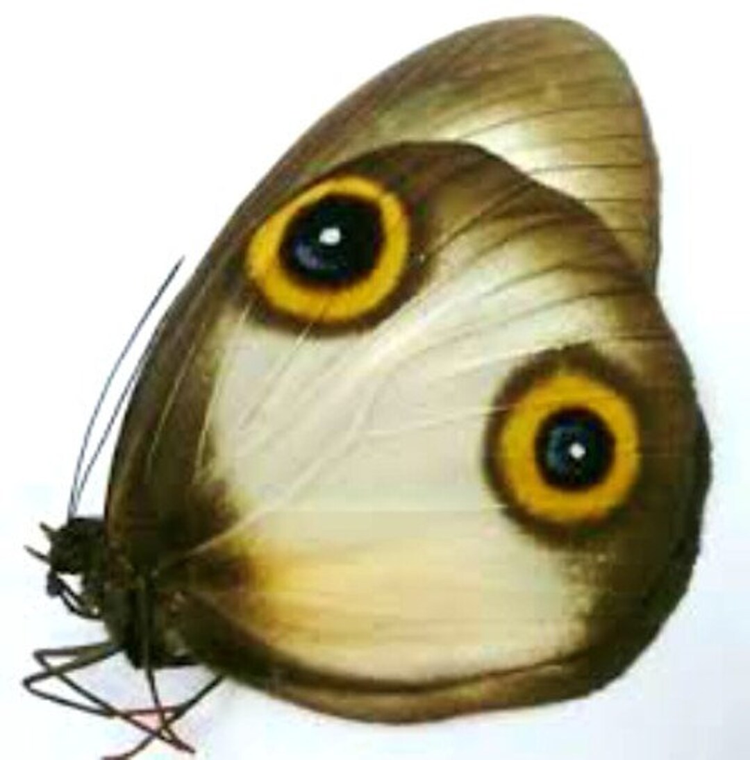Pack of 2 Butterflies Taenaris Myops Merana Female Aa- With Closed ...