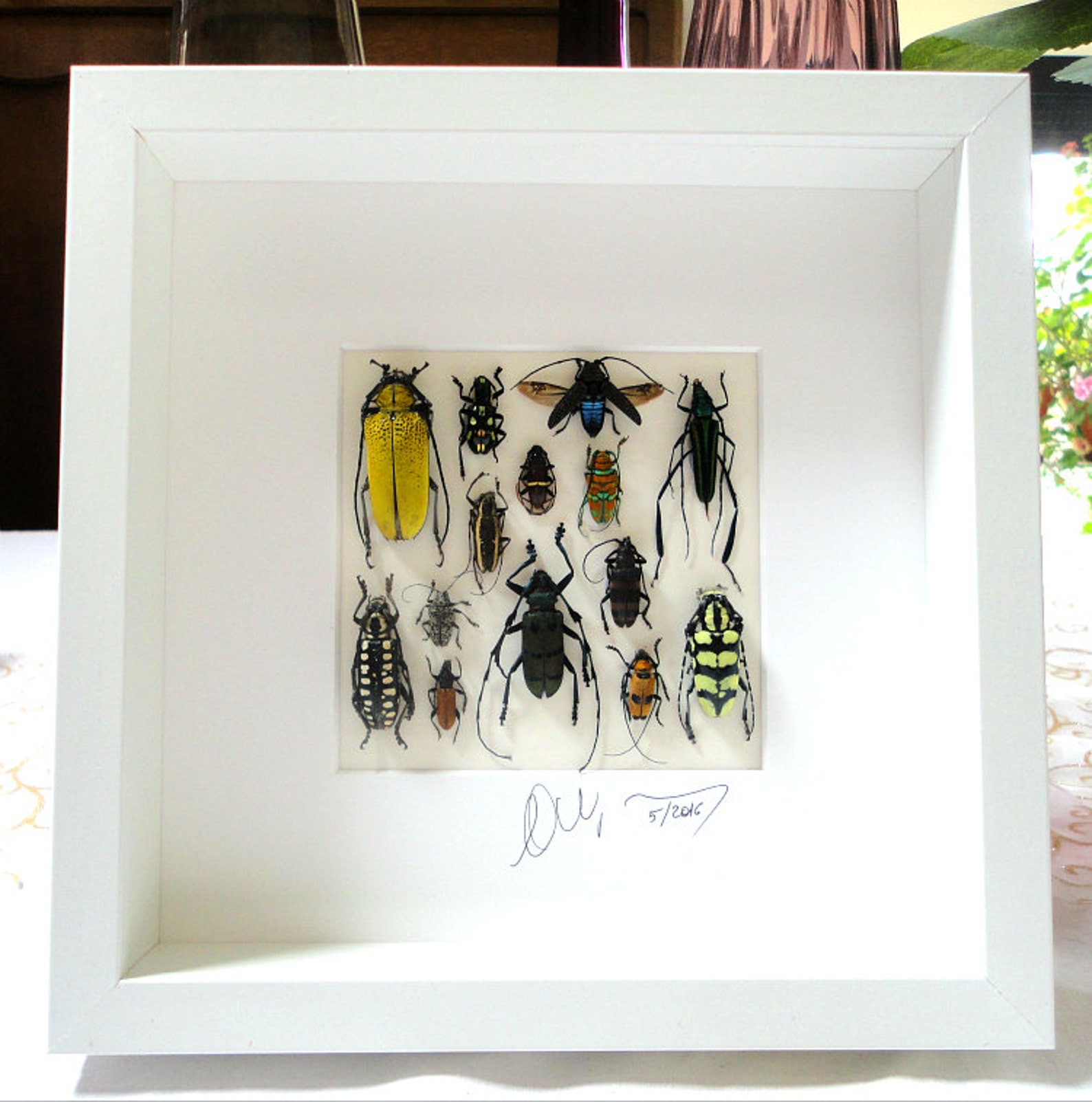 Shadow Box With Real Insects : Topquality Taxidermy Display | Etsy