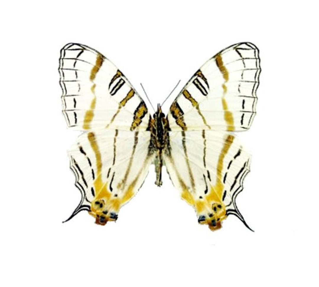 Pack of 3 Butterflies Cyrestis Camillus Elegans With Closed Wings A1 ...