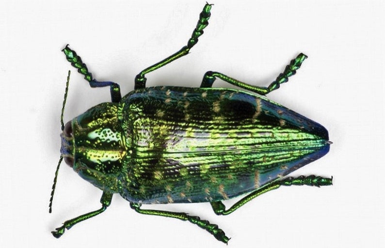 Pack of Two Jewelbeetles Polybothris Sumptuosa Sumptuosa , for All Your ...