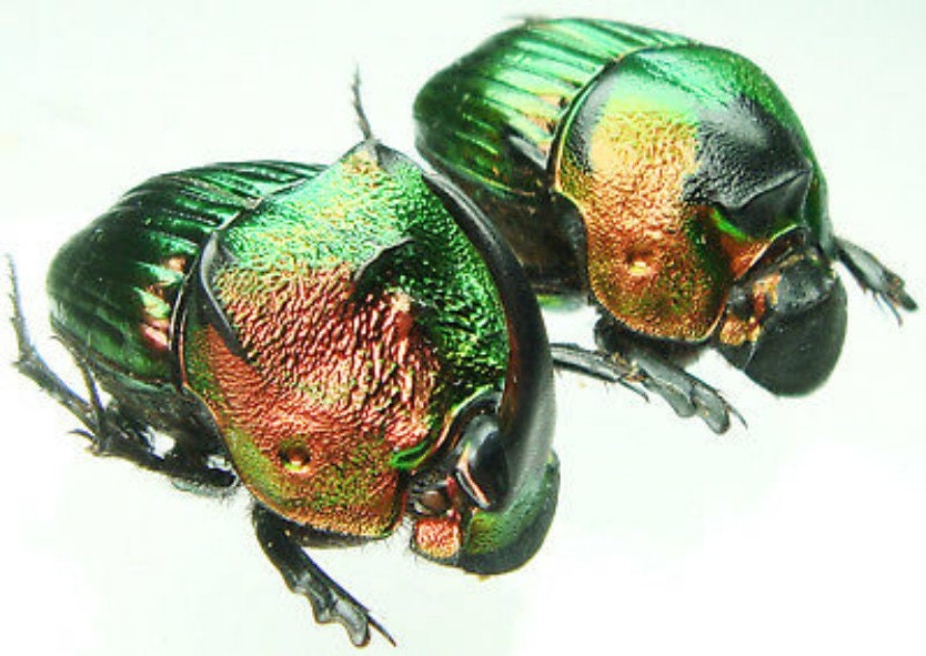 One pair m f of the scarab beetles phanaeus mexicanus | Etsy