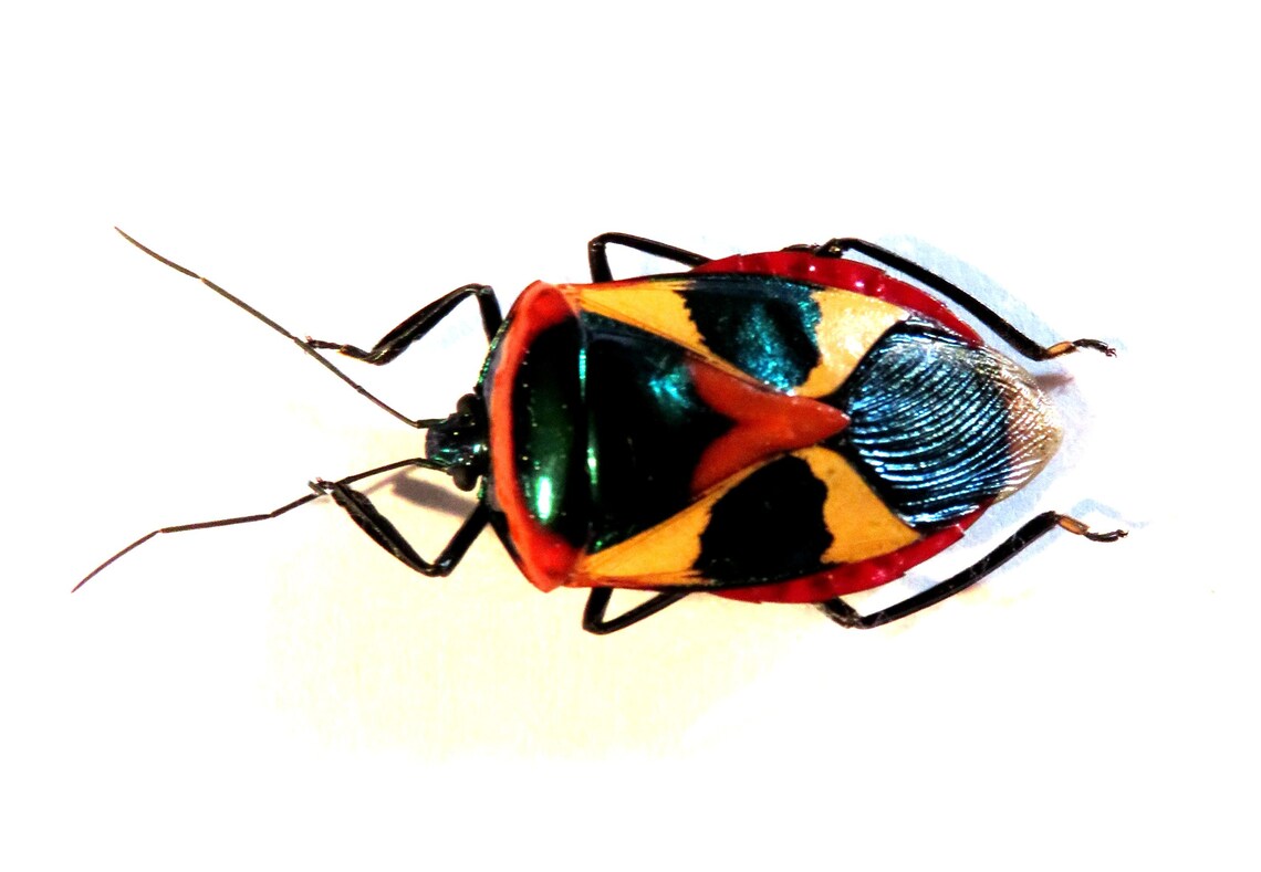 Pack of 3 Man-faced Stink Bug Catacanthus Punctus, Hemiptera From ...