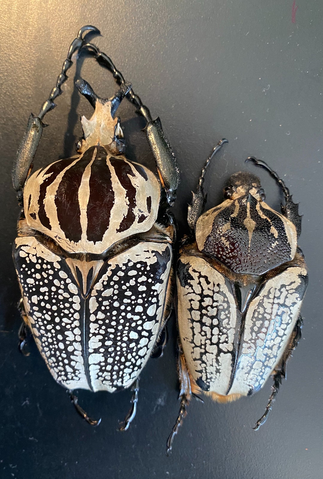 One EXTRA LARGE Pair African Scarab Goliathus Orientalis Size 95/96mm ...