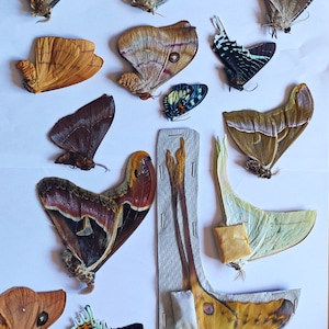 SPECIAL OFFER : A SUPERB Set of Large Moths for the Beginning Collector ...