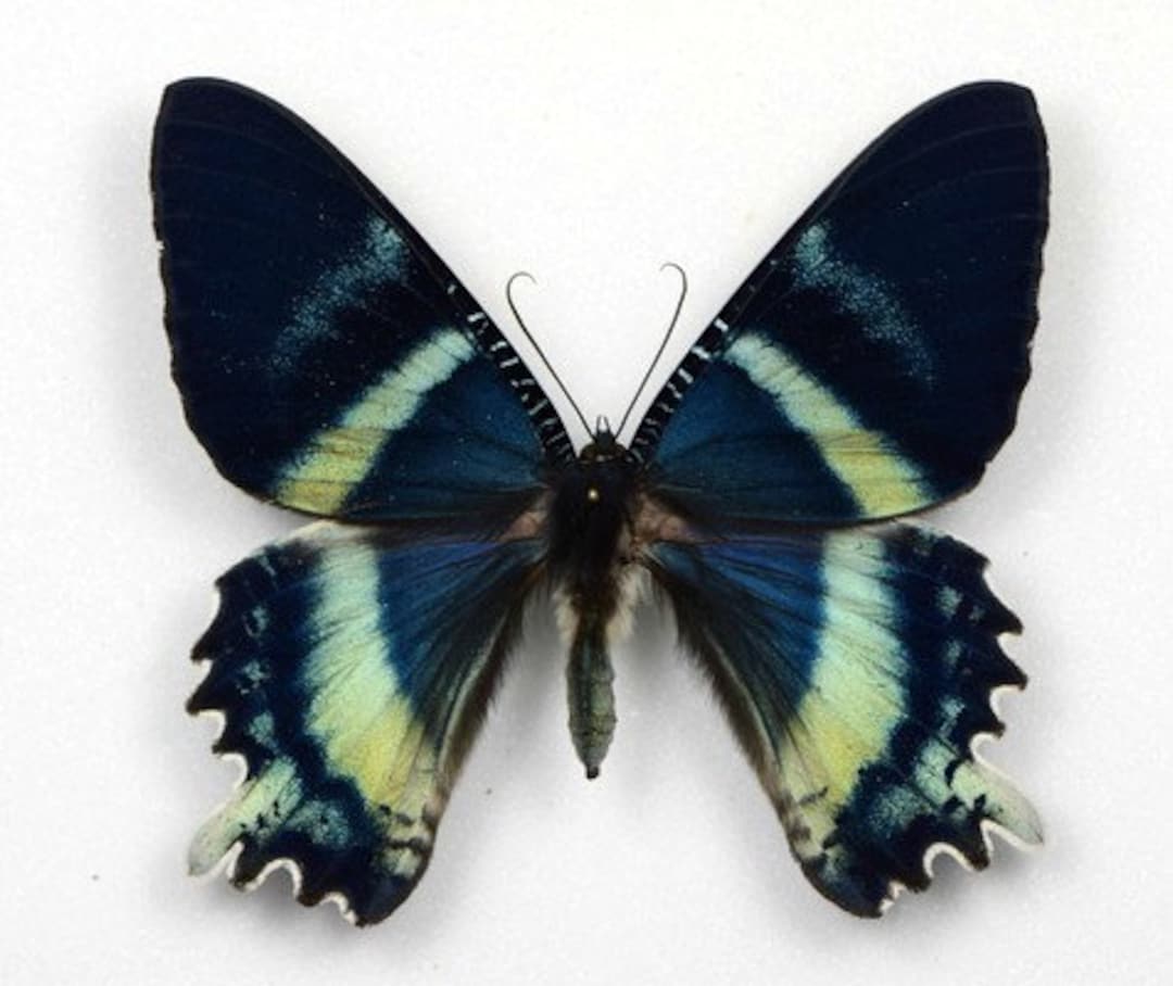 One Large and Marvelous Moth Alcides Boops , Uranidae Wings Closed A ...