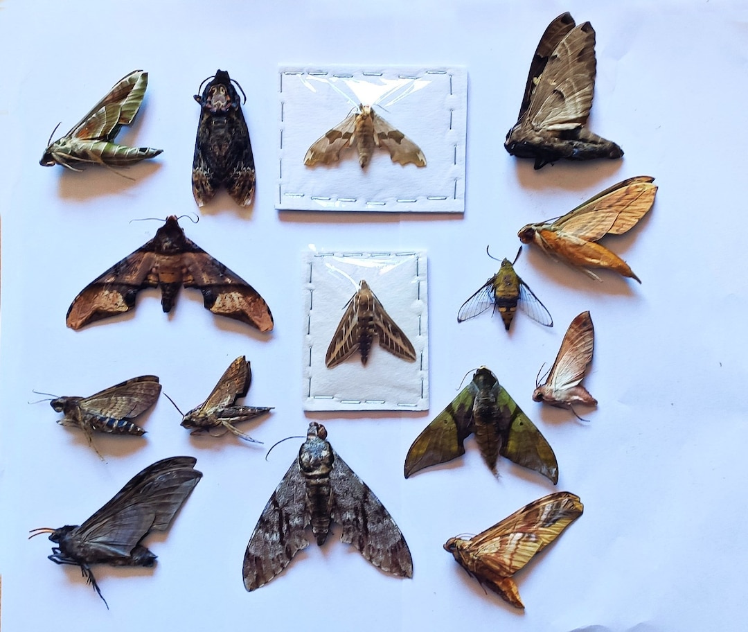 SPECIAL OFFER : Great Set of 15 Hawk Moths, Sphingidae , for the ...