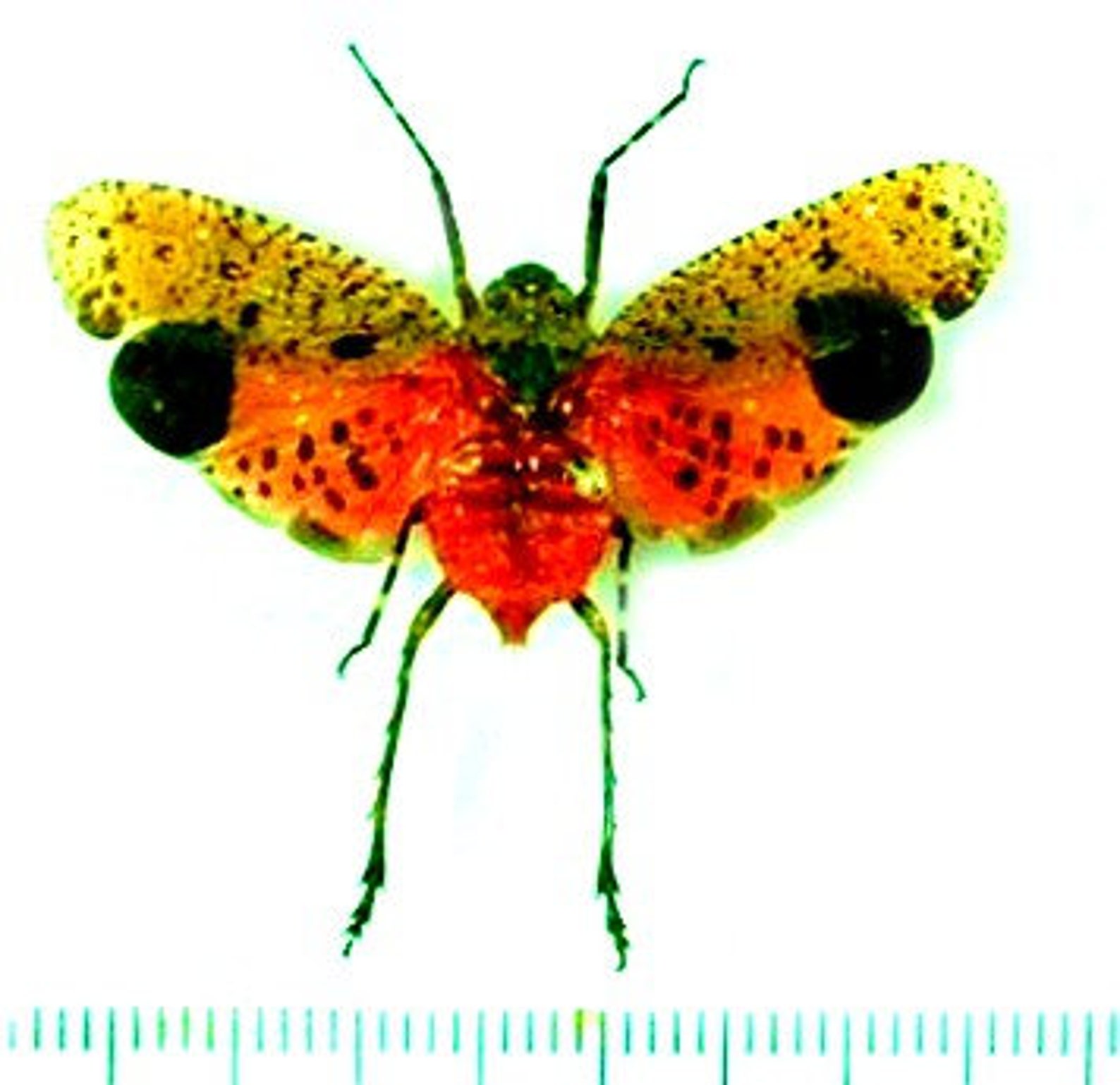 Pack of 3 Lantern Bug Penthicodes Pulchella With Open Wings for All ...