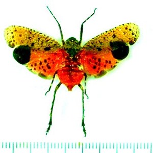 Pack of 3 Lantern Bug Penthicodes Pulchella With Open Wings for All ...