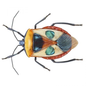 Pack of 3 Man-faced Stink Bug Catacanthus Nigripes From Kangean Aa ...